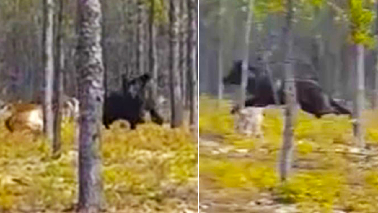 Bone Chilling Video Captures A Mystery 7ft ‘Animal’ Chasing A Dog In ...
