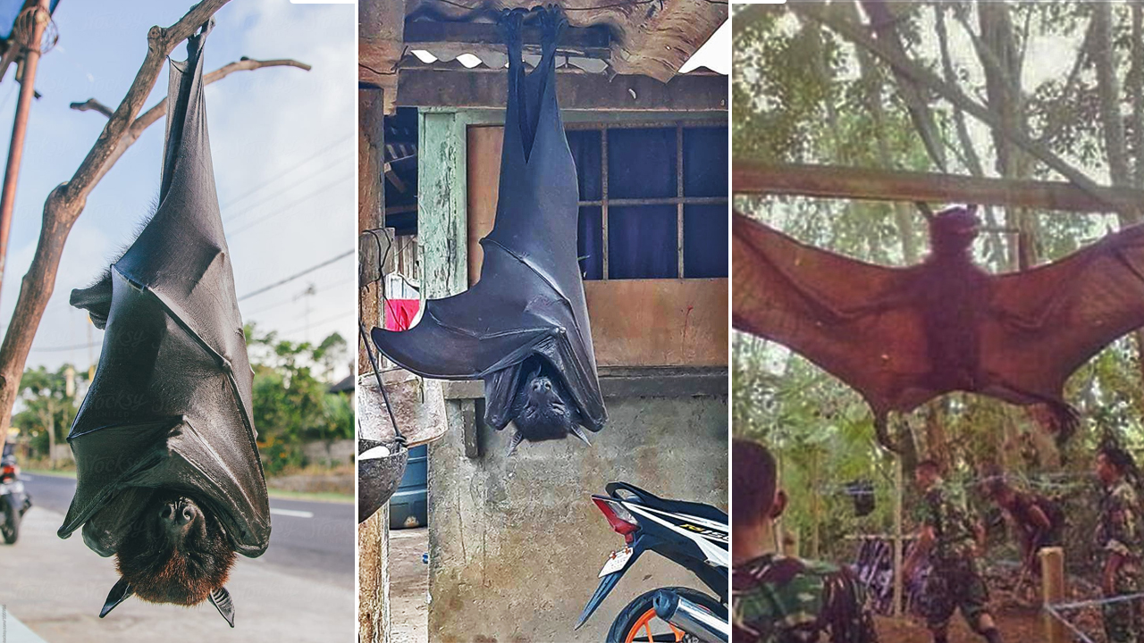 Philippines Special Forces Have Capture A Giant Bat Living In A Man’s ...