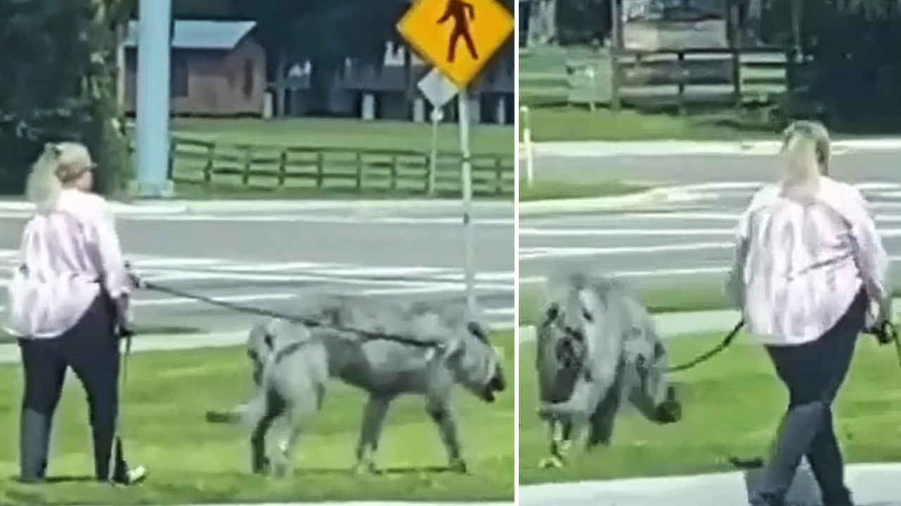 Woman Tries To Control A Massive BEAST In Viral Video - River City Post