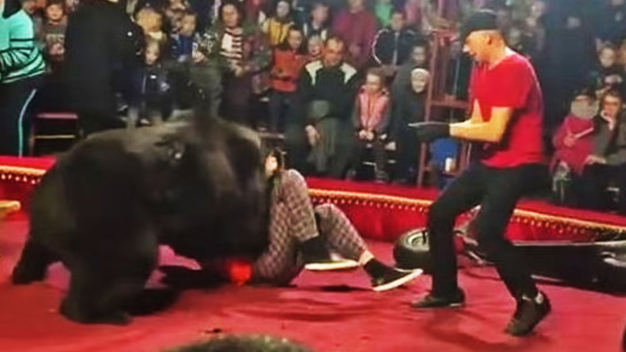 Depressed Circus Bear Attacks Trainer In Front Of Terrified Audience ...
